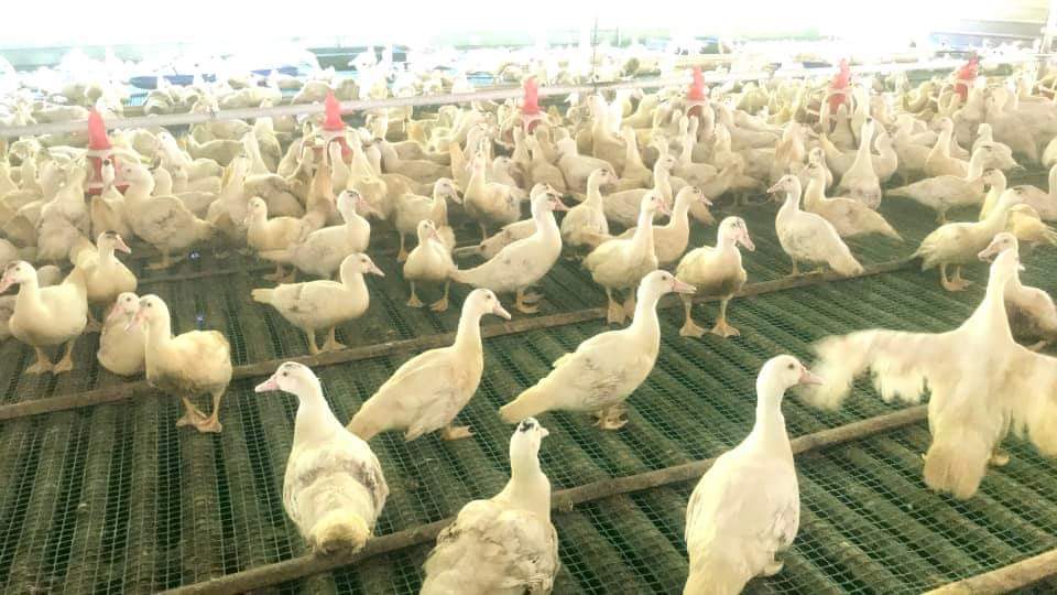 Visit to a local duck farm by PPNS' Sales Team - State Farmers ...